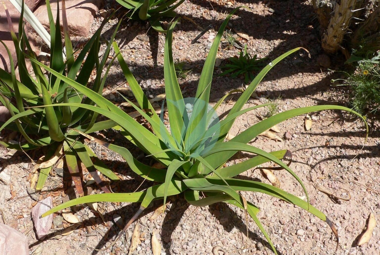 Agave bracteosa - le centre vert
